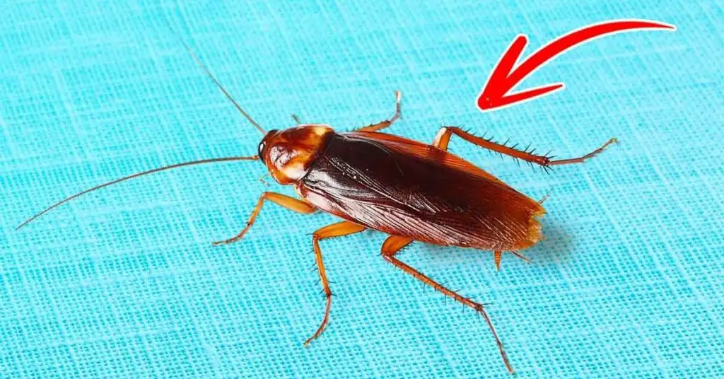 ¿Tienes cucarachas en casa? Aquí está el mejor truco para mantenerlos ...