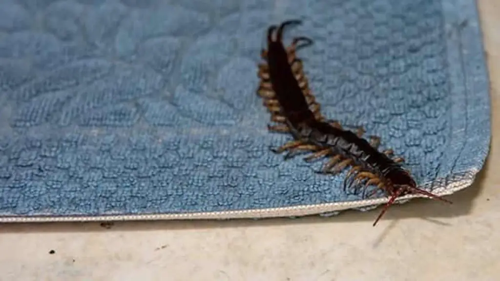 Si ves este insecto en casa no lo aplastes: qué podría pasar – trucos ...